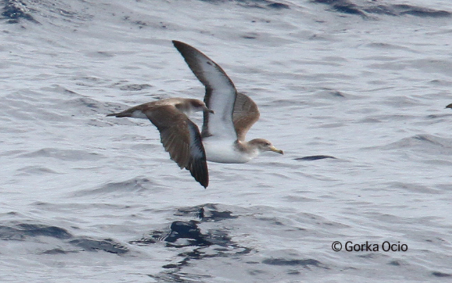 El blog de Gorka Ocio: PARDELAS DE CABO VERDE (Calonectris edwardsii ...