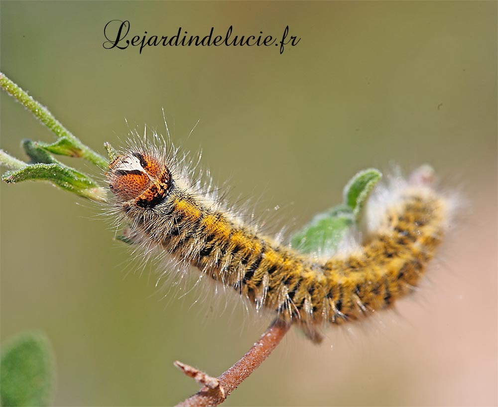Lasiocampa trifolii , Pachygastria trifolii, le bombyx du trèfle ...