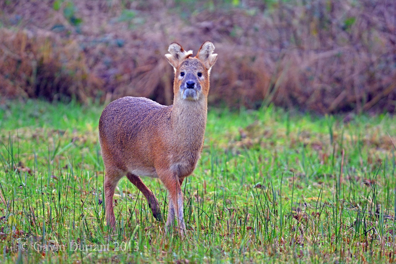 WAVENEY WANDERINGS: CHINESE WATER DEER SURPRISE