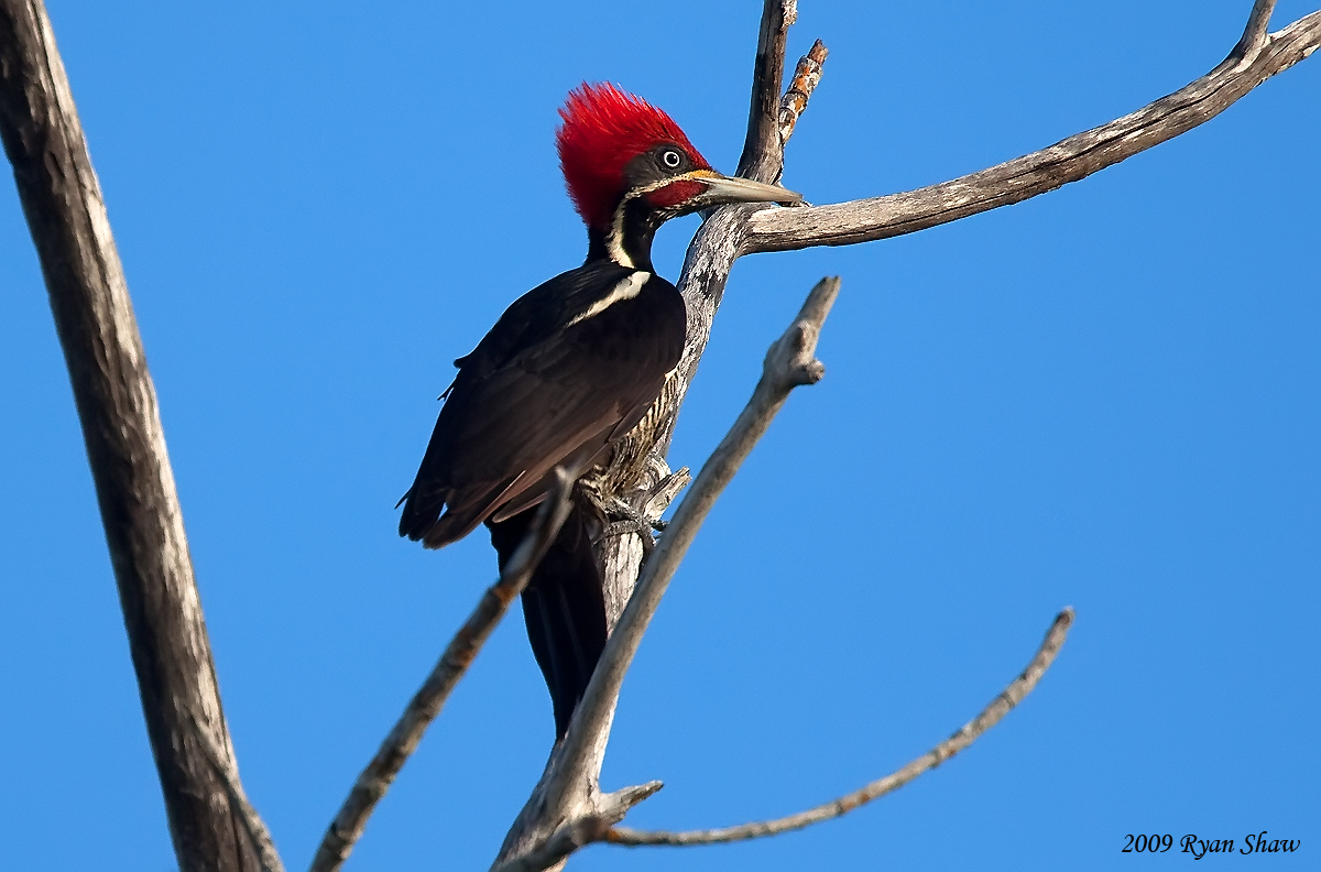 Canal Llanero : EL PÁJARO CARPINTERO