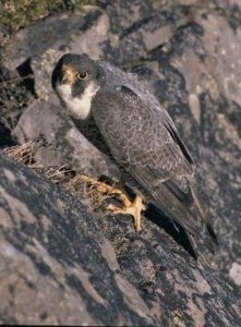 Puerto Rico, Isla Bella !!!: Halcón Peregrino