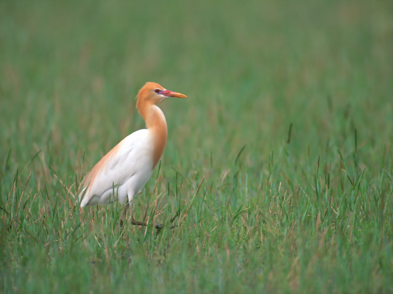 Foto-Foto Burung Kecil yang Imut dan Cantik