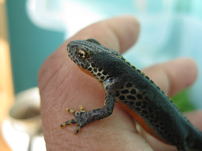 Froglife news: Froglife's Dragon of the Month: Alpine Newt
