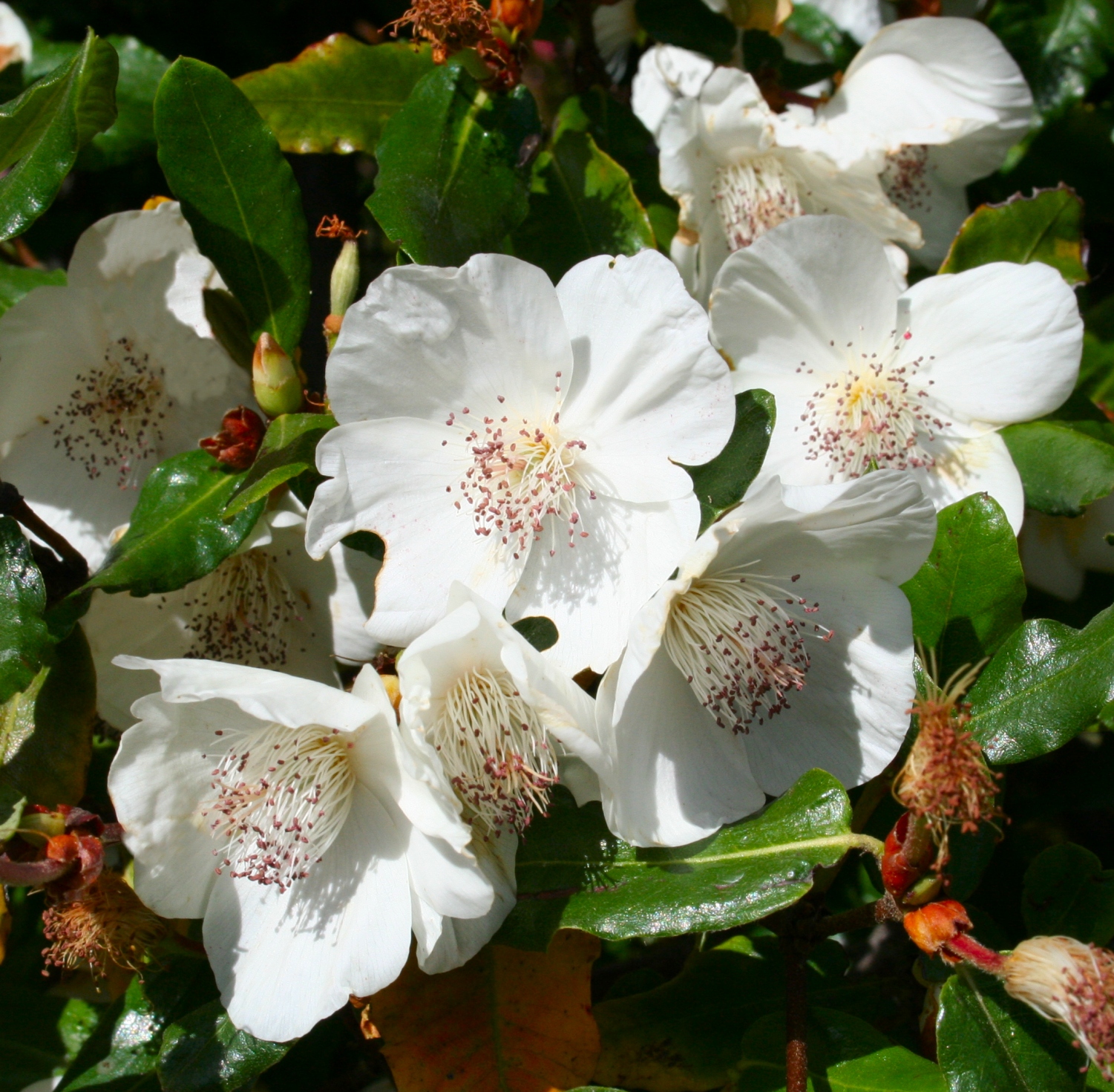 Scottish Artist and his Garden: AUTUMN IS ARRIVING