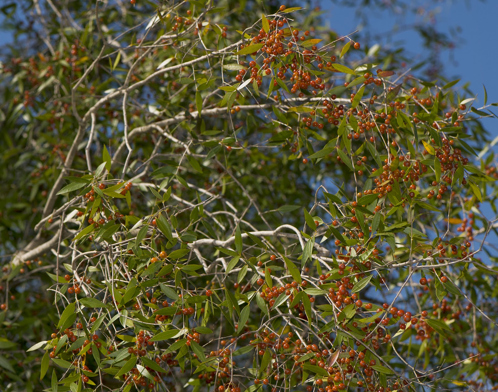 FOTOGRAFIAS DE LA FLORA AUTOCTONA DEL URUGUAY: ARRAYAN