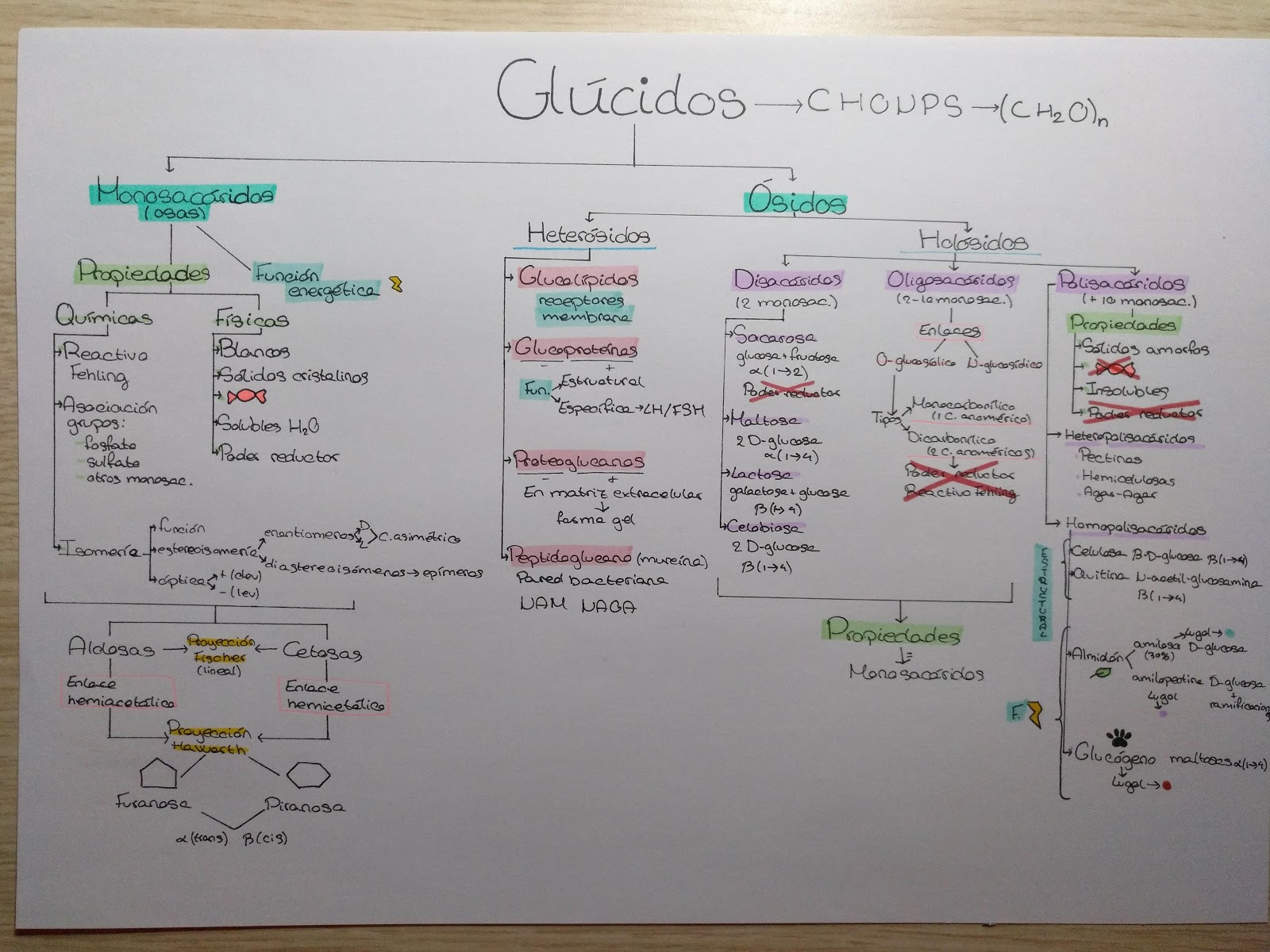 Los glúcidos -Tema 3-