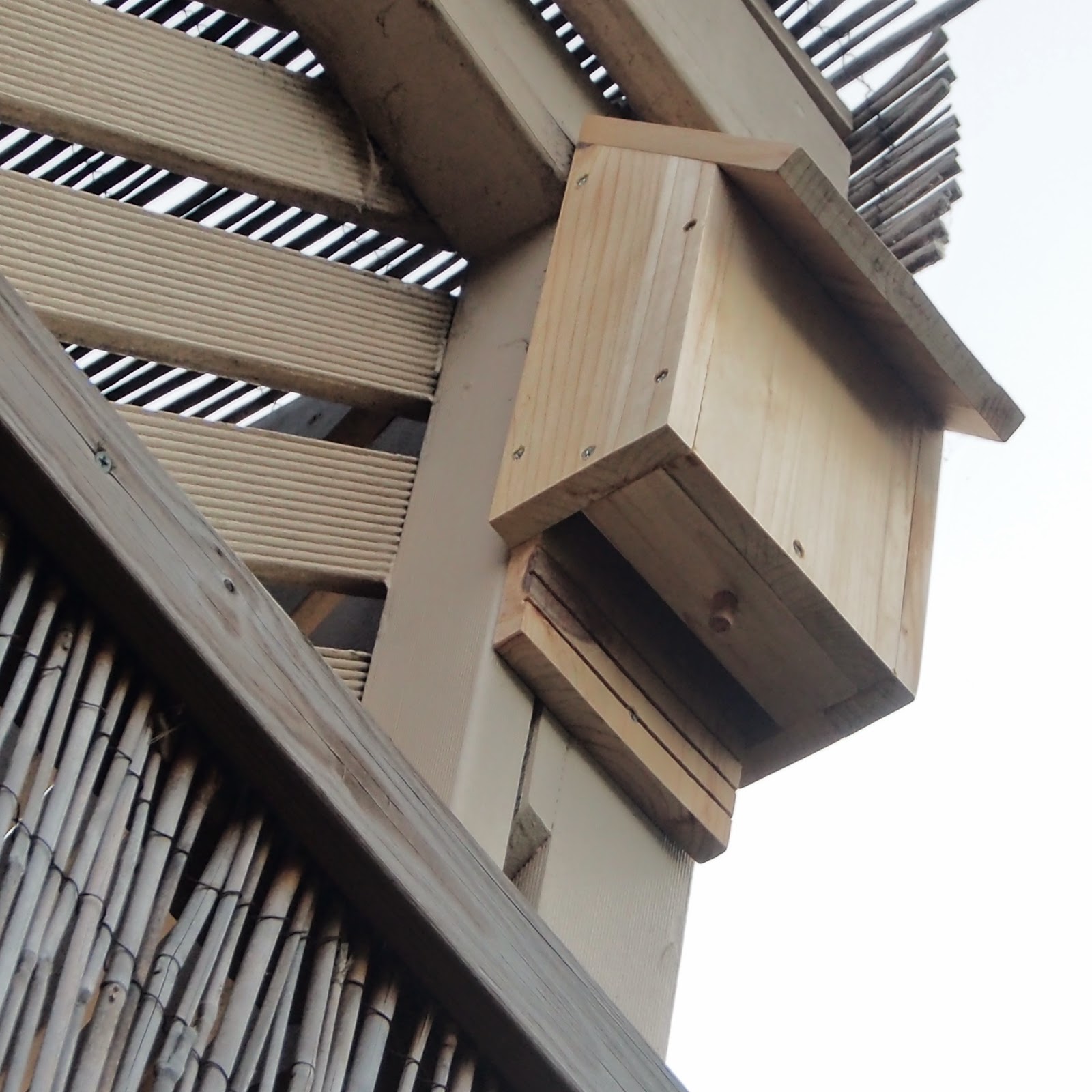 where are the microbats?