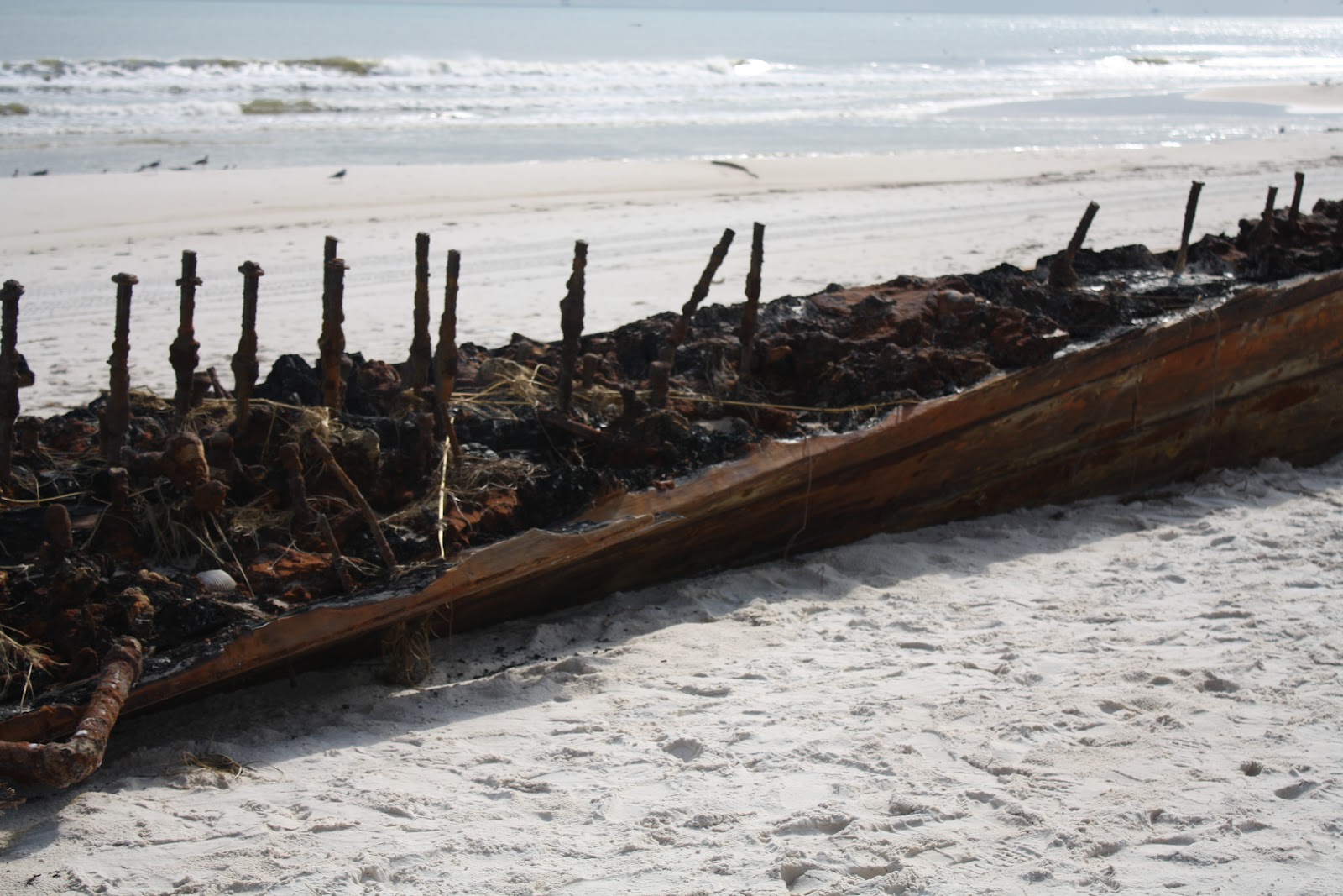 Coastal Charm: Look Who Just Keeps Showing Up