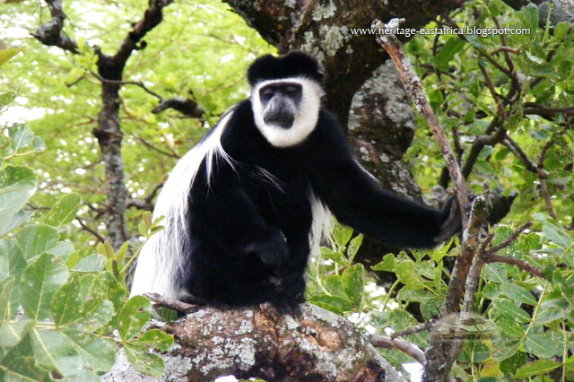 Lo'mon LeHeritage: Eastern Colobus Monkey, Impala & Warthogs At The Lodge