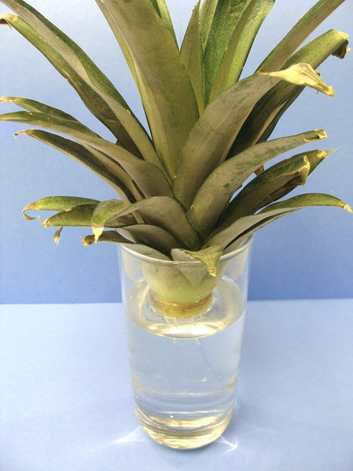PassAlong Plants: Rooting a Pineapple Top
