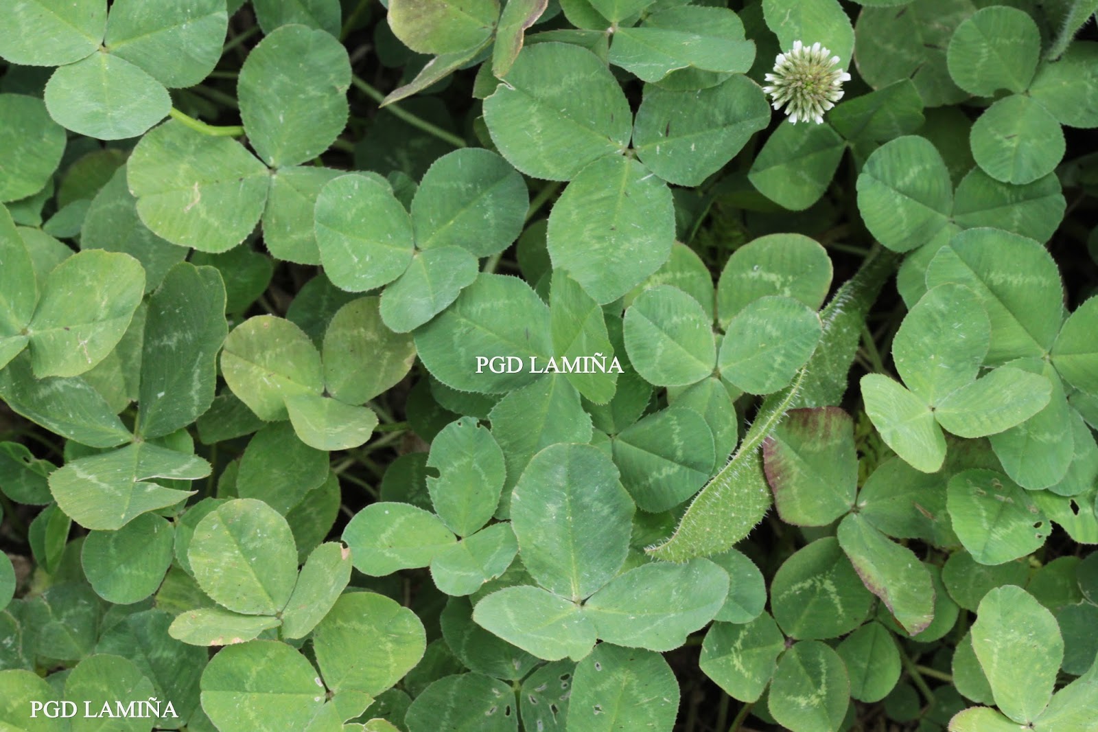 TRIFOLIUM REPENS. trebol blanco.