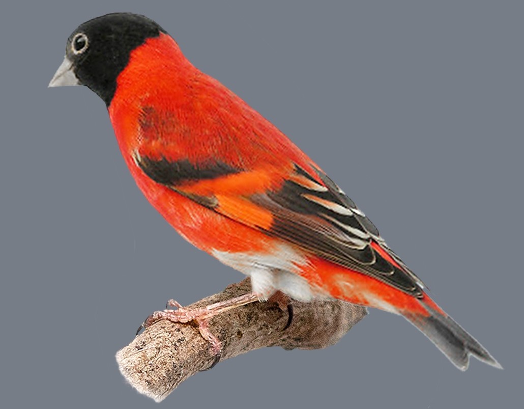 Pintassilgo, Tarin américain, Amerikaanse sijzen, Amerikanische zeisige ...