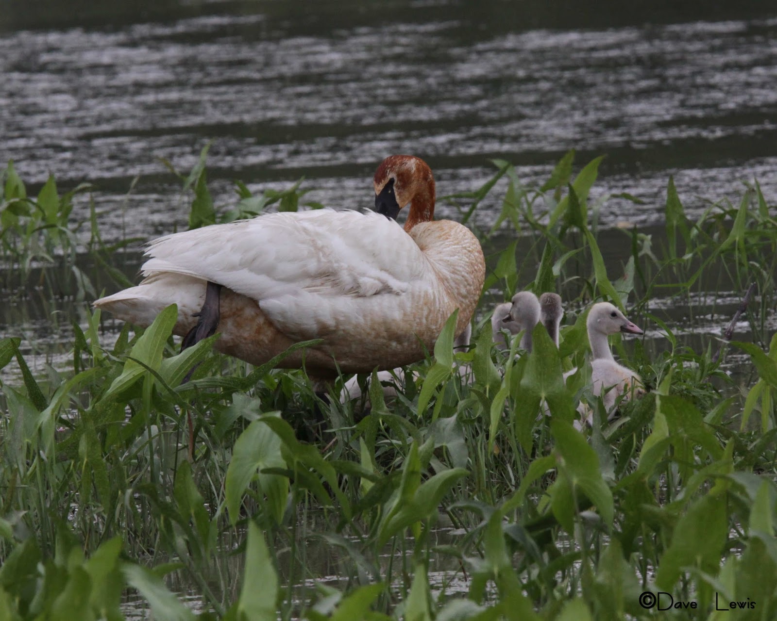 Birds from Behind : The SECOND Atlas of Breeding Birds in Ohio...