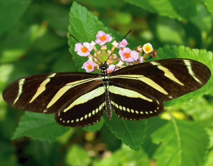 Zebra Heliconian ~ Butterfly of The Earth