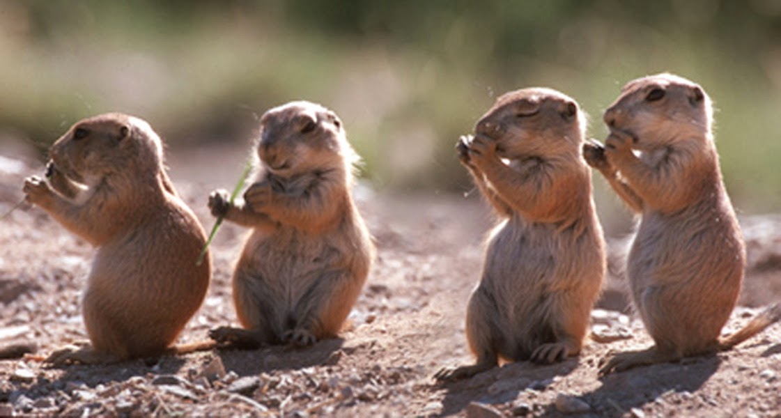"Perritos de la Pradera: Amiguitos de México"