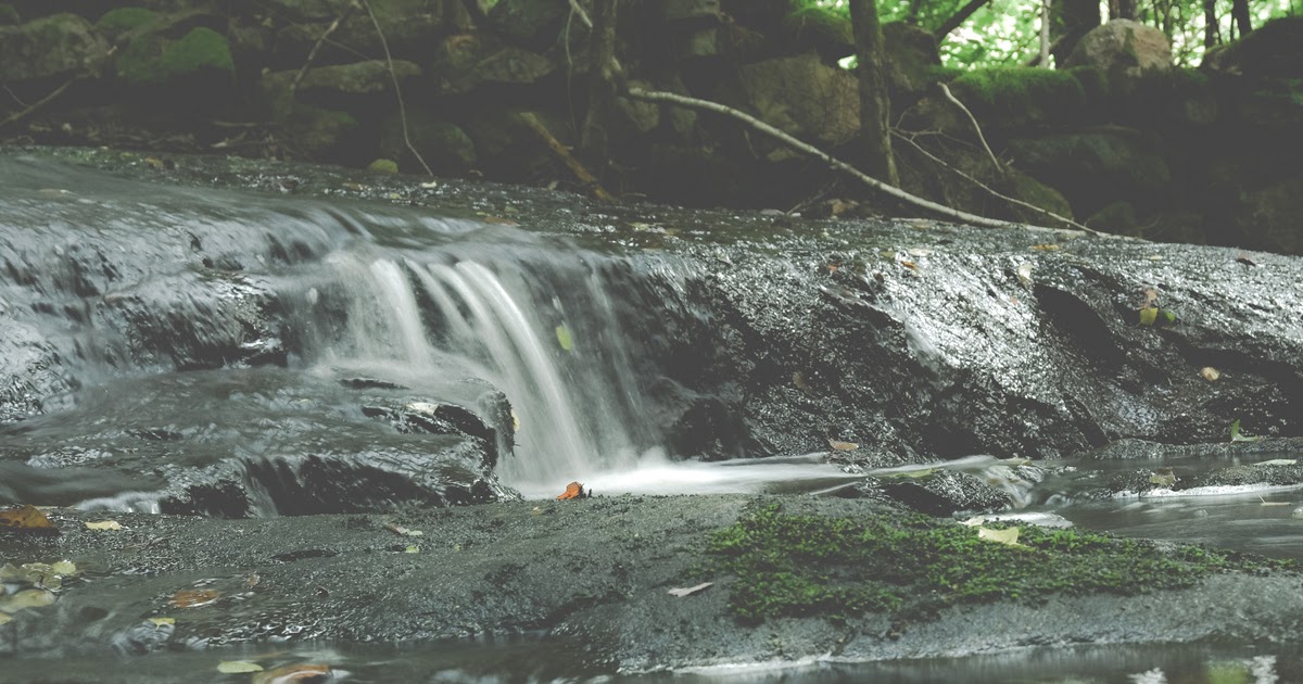 Elritsa i ny bäck ~ Jakten på 100 arter