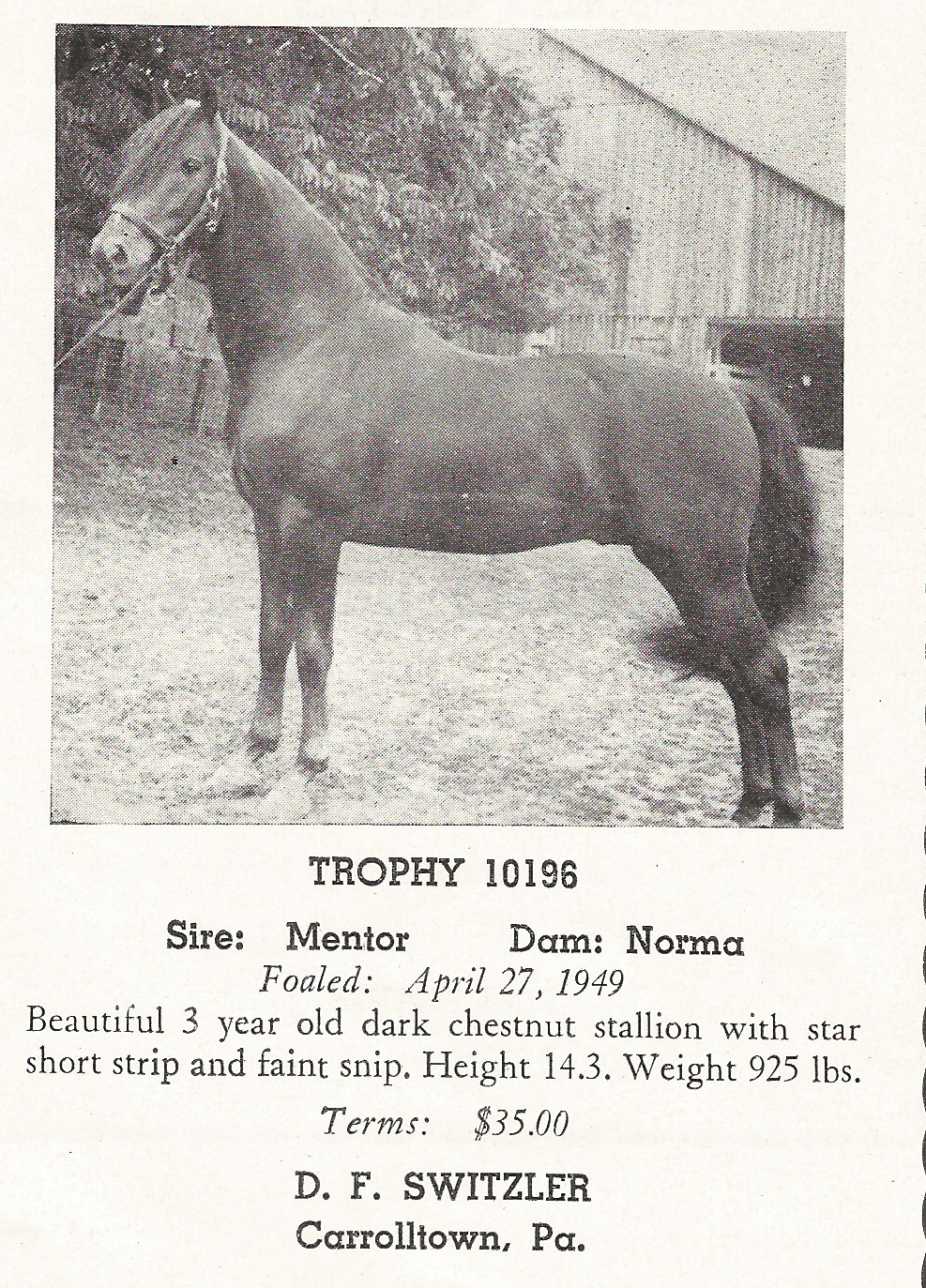 Old Morgans: Trophy TMH 3-53