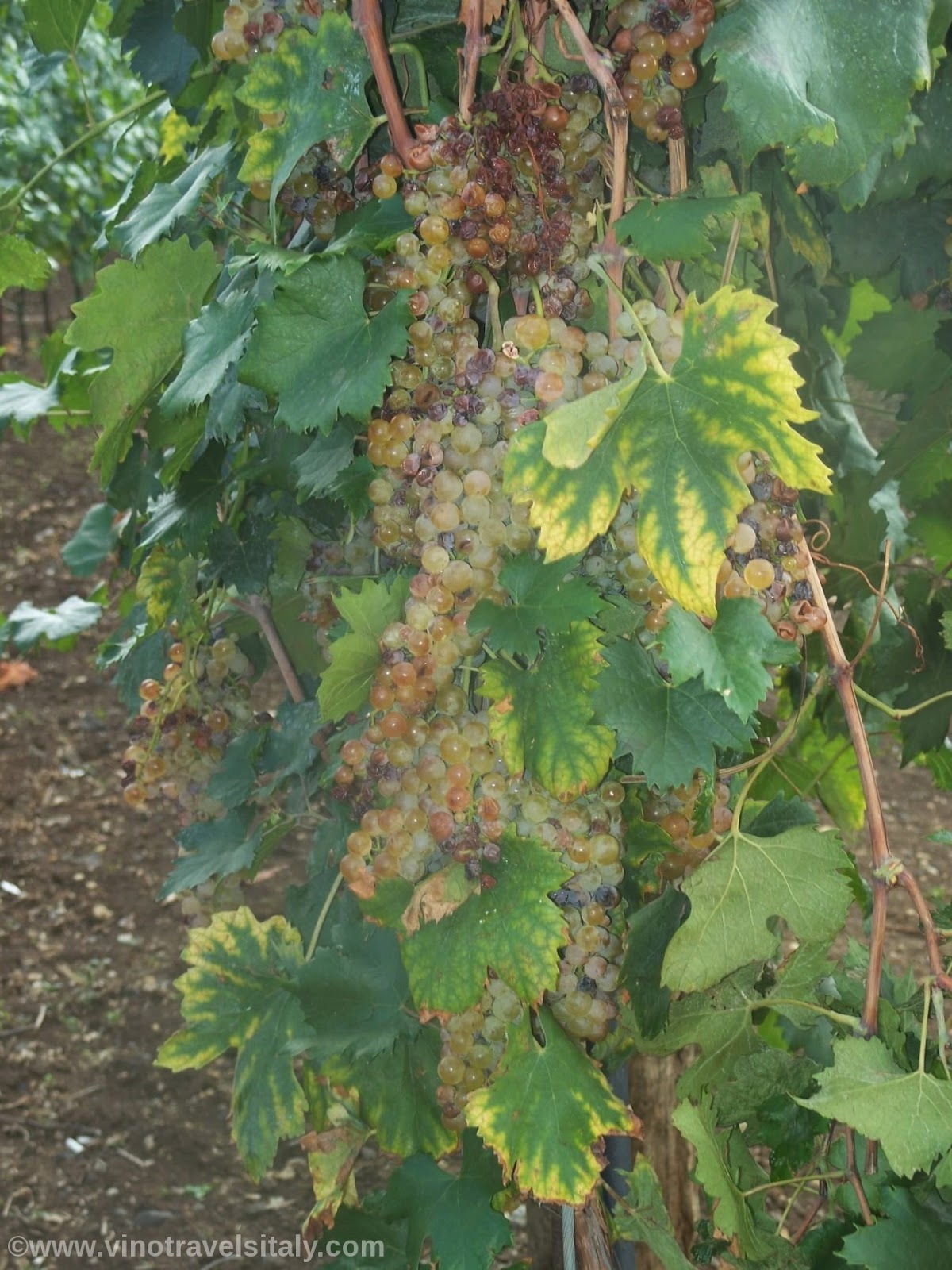 Vino Travels ~ An Italian Wine Blog: Swept Away to Soave with Gini