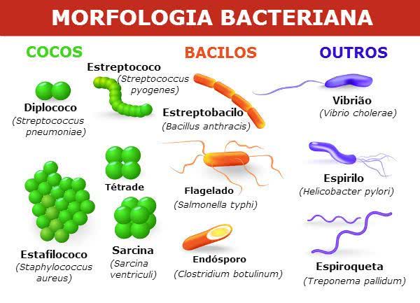 Estudo da Biologia