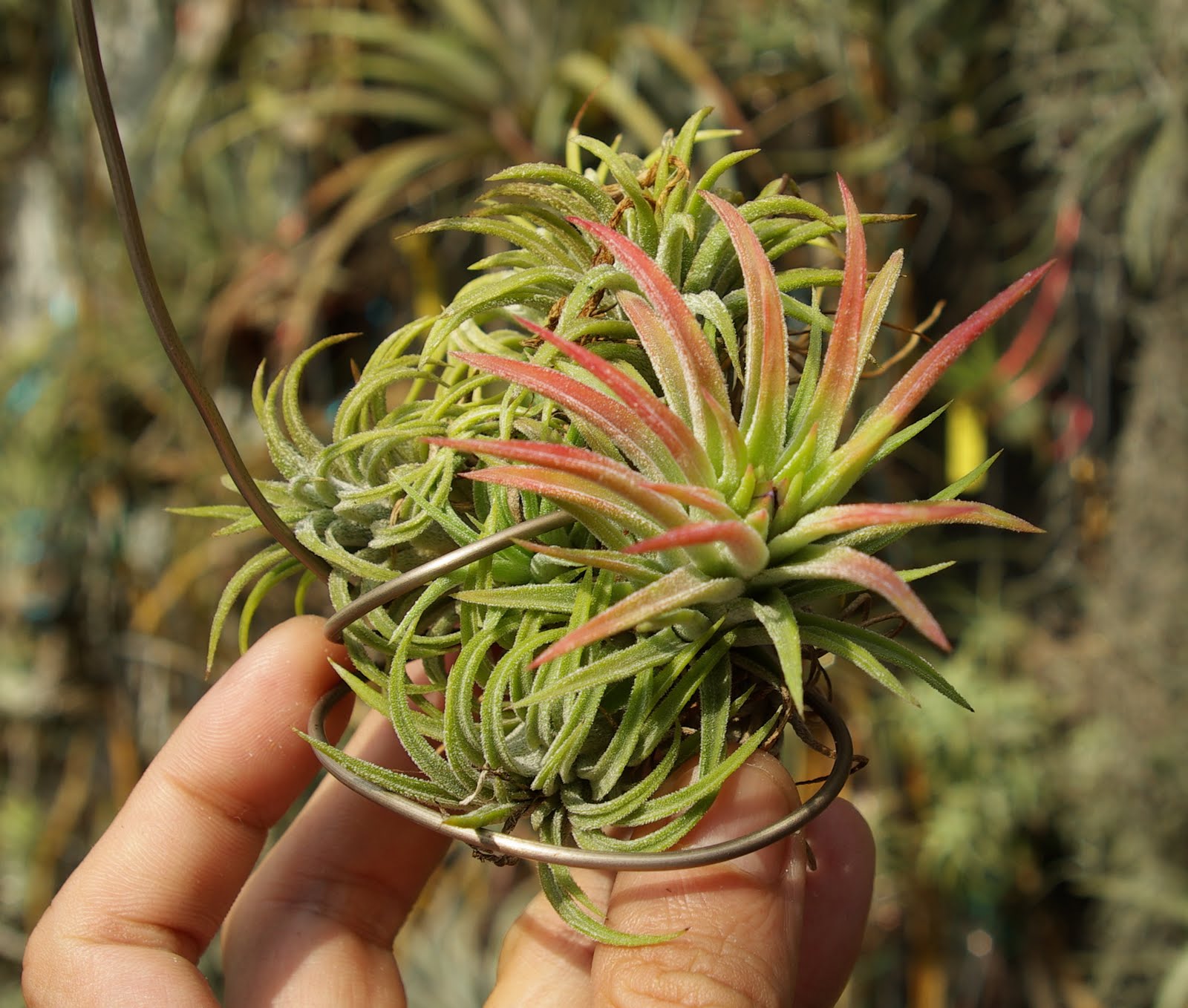 Johnson's bromeliads & falconry: Tillandsia ionantha 'Mexico'