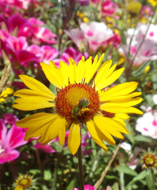 Victory Gardens for Bees: Taking the Vancouver NatureKids Club on a Bee ...