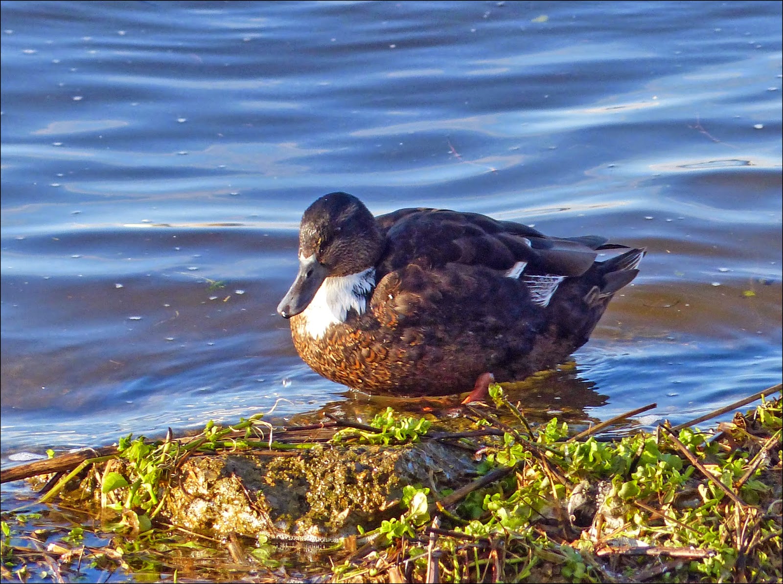 Wild and Wonderful: Swan Feed at WWT Welney