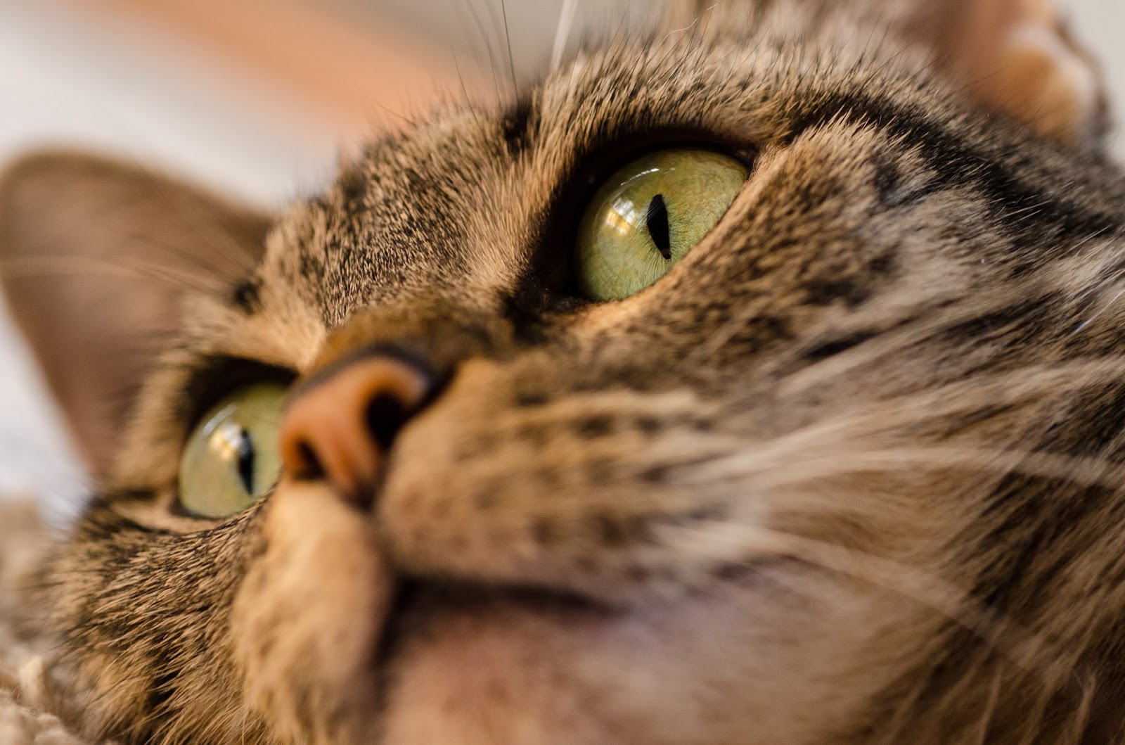 Free Shoot: Cat Shoot w/ Macro Lens plus Doggo