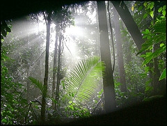 Deforestation: Case study in Malaysia