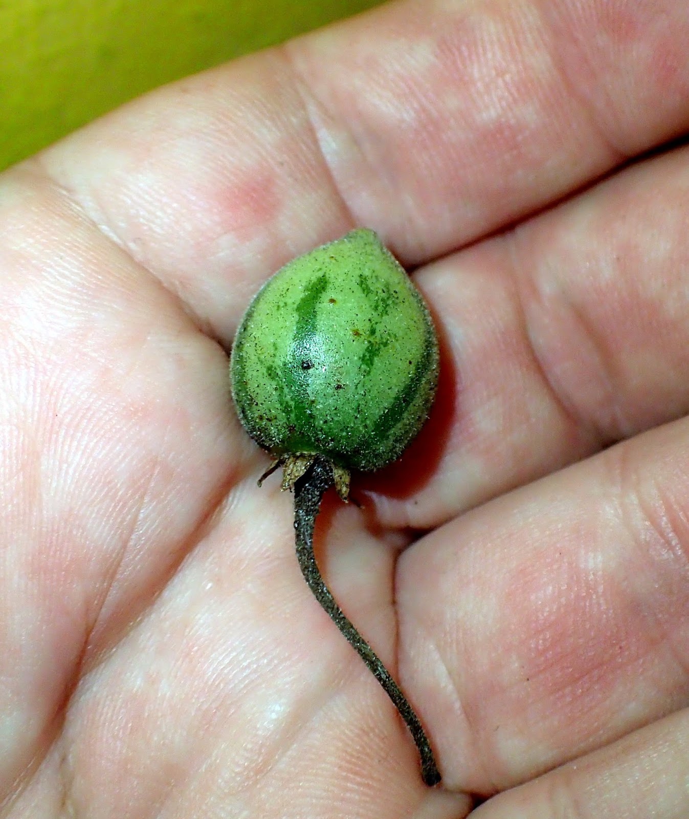Scirpidiella's Plants: Hardy Tamarillos (Cyphomandra sp.div.)