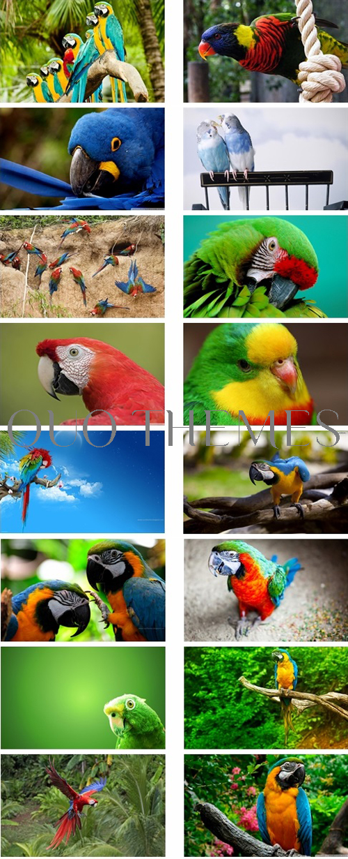 Parrots Theme For Windows 7 And 8 | Ouo Themes