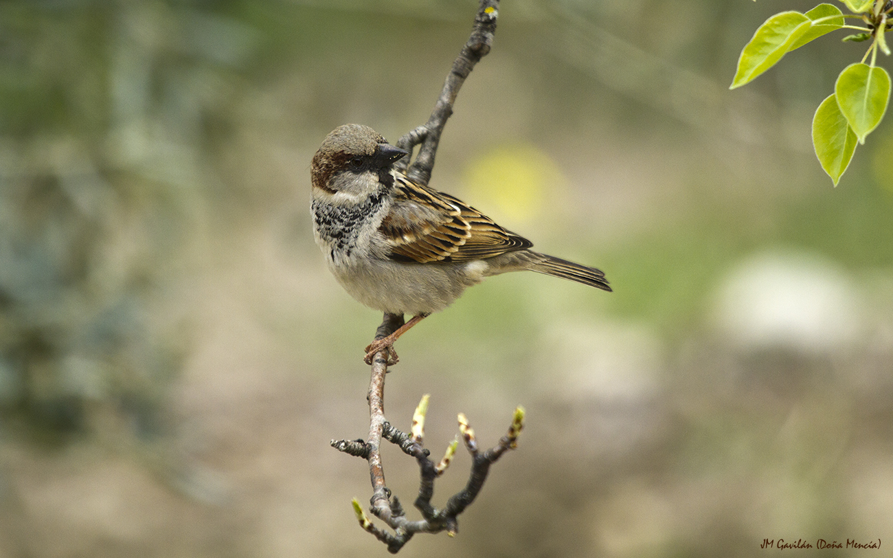 Fotografía de Naturaleza - JM Gavilán: Gorrión común (Passer domesticus)