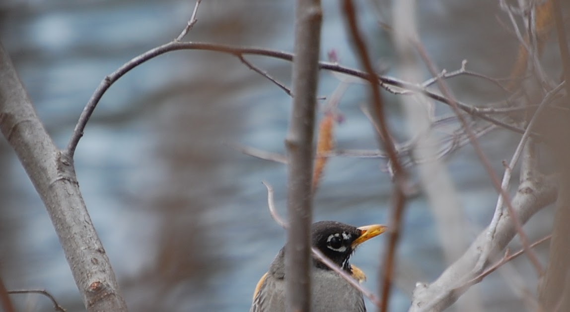 SilverLining - A Photo Journal About a New England Pond, by Mary McAvoy ...
