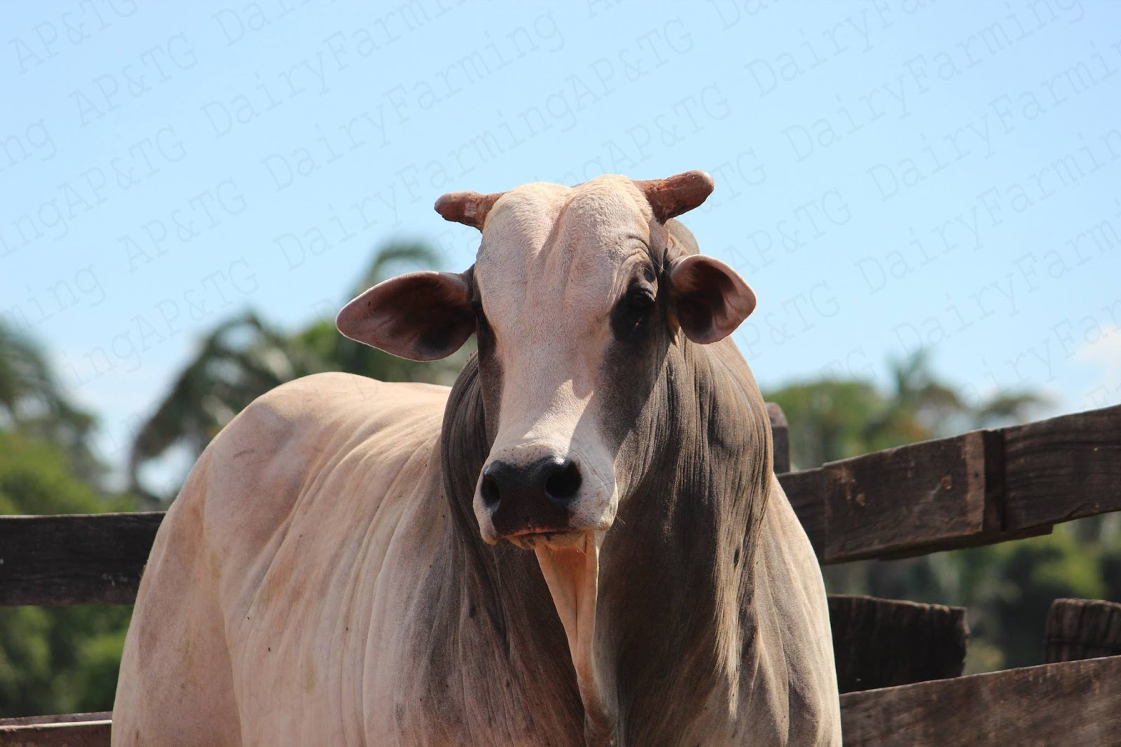 Ongole Cattle