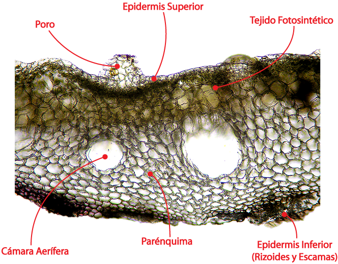 Embryophytas: Hepáticas