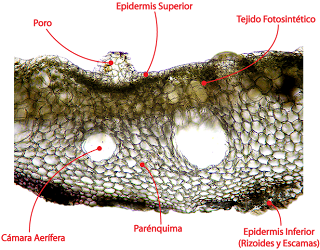 Embryophytas: Hepáticas