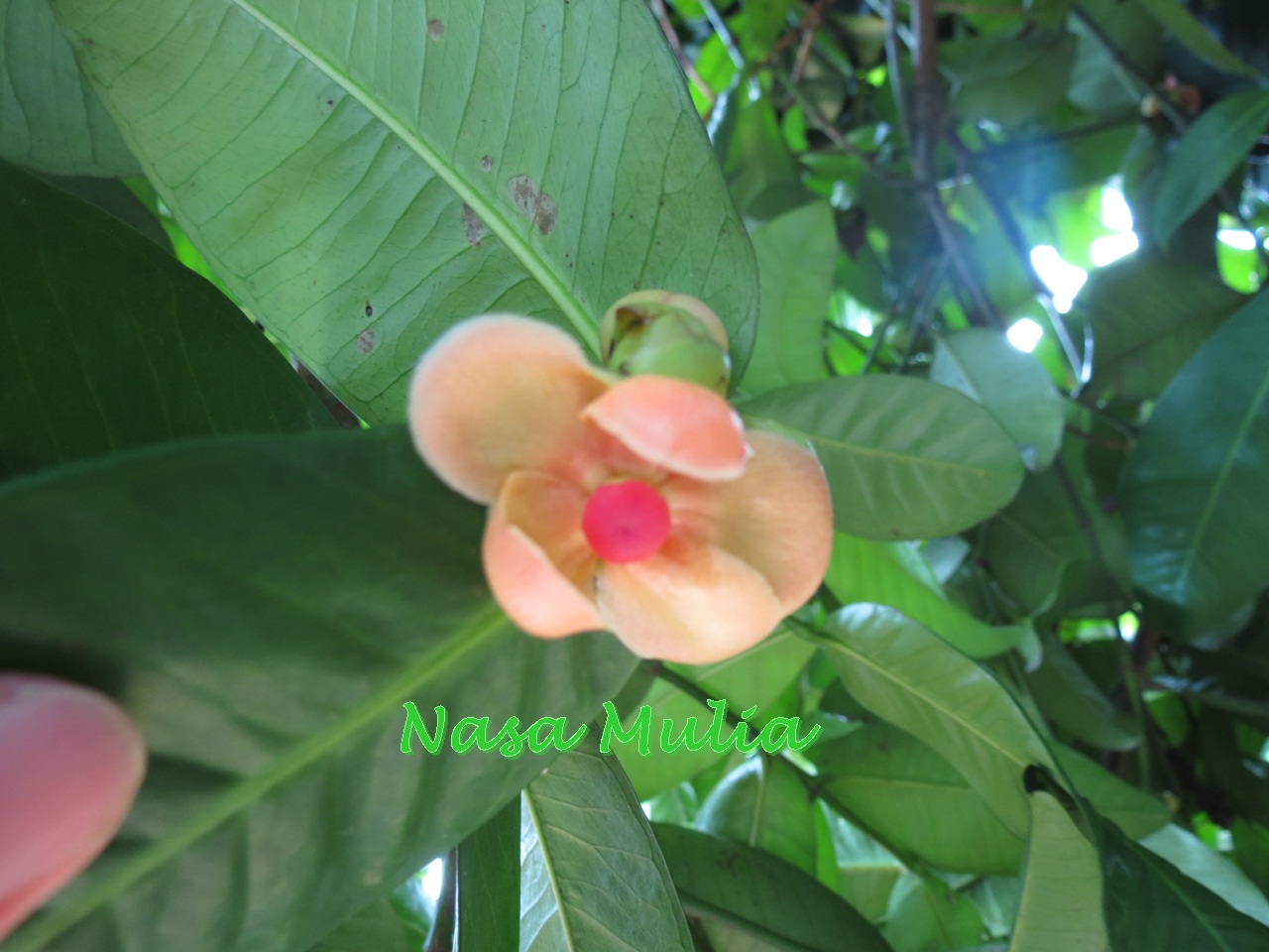 warna warni hidupku..............: Pokok Cupu