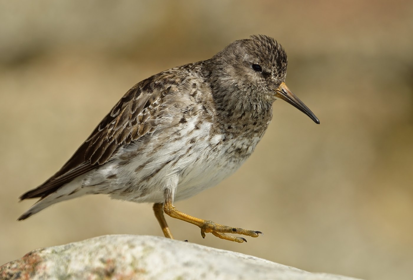 Steve Rogers birding: Summer plumage Purple Sandpipers at Battery Rocks ...