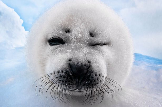 Model behaviour ! Adorable seal pup displays different poses for the ...