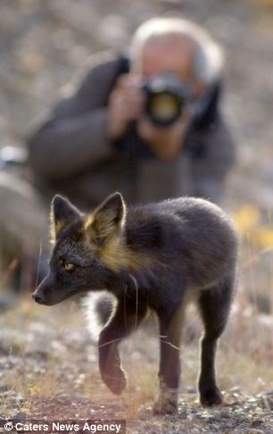 White Wolf : Extremely rare – and extremely curious: Photographer ...