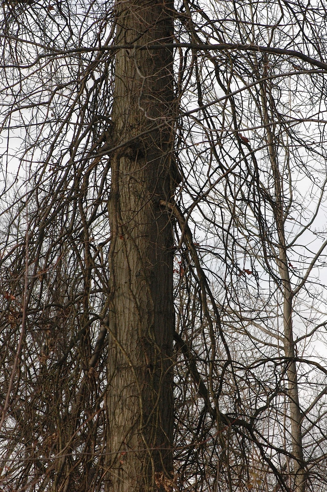 Field Biology in Southeastern Ohio: Oaks of Ohio