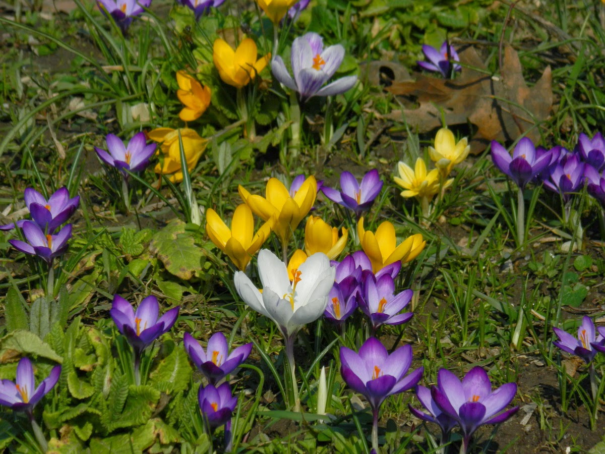 LA MULTI ANI, ROMANIA!: Branduse