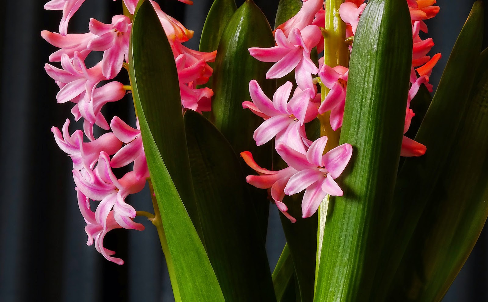 Intelliblog: ALL ABOUT THE HYACINTH