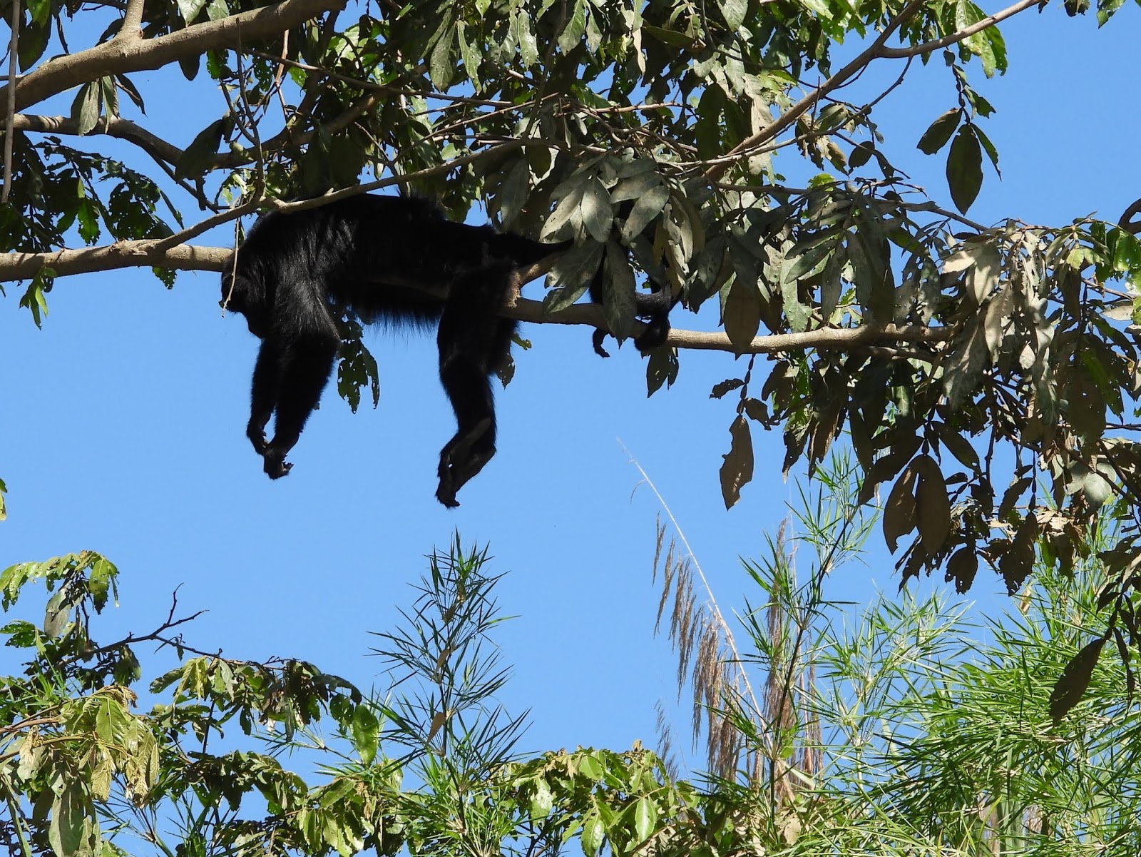 Bird & Travel Photos, Birding Sites, Bird Information: HOWLER MONKEYS ...