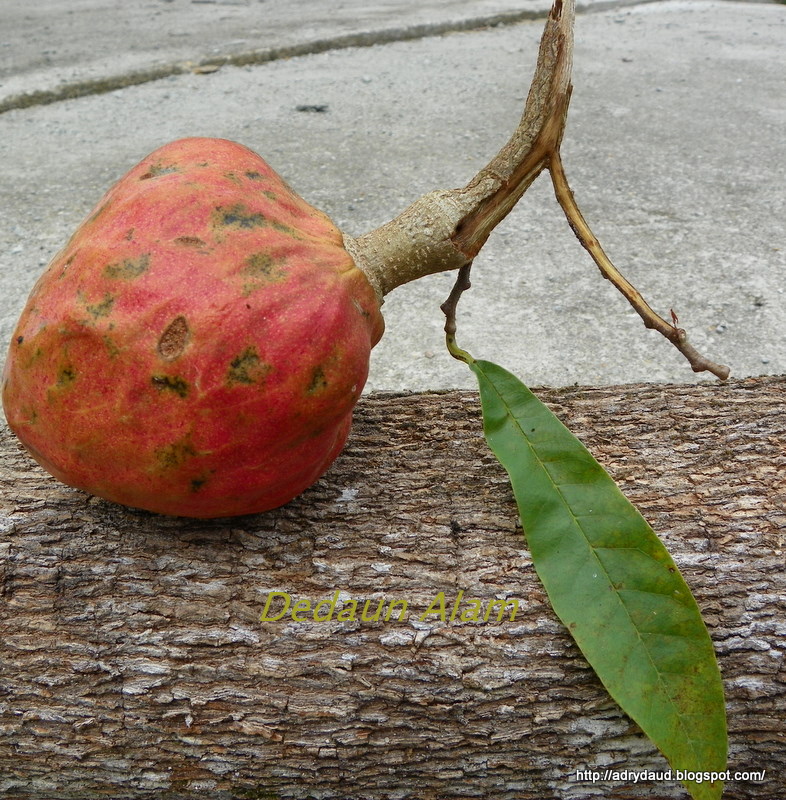 Dedaun Alam: Buah Nona