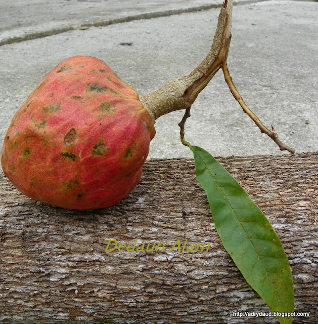 Dedaun Alam: Buah Nona