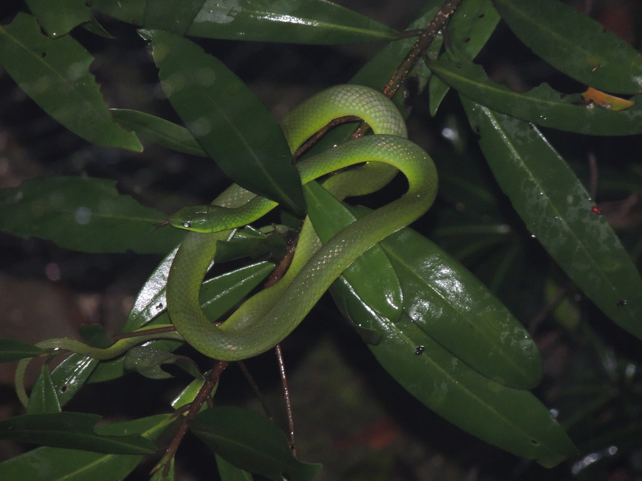 Zoology Jottings: Hong Kong Porcupine Safari...A Bonus Snake