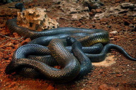 Black Cobra Snake Latest Facts And Pictures | All Wildlife Photographs
