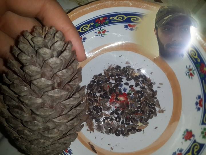 ثقف نفسك وتعرف على فوائد بذور الزقوقو أو الصنوبر الحلبي للطيور