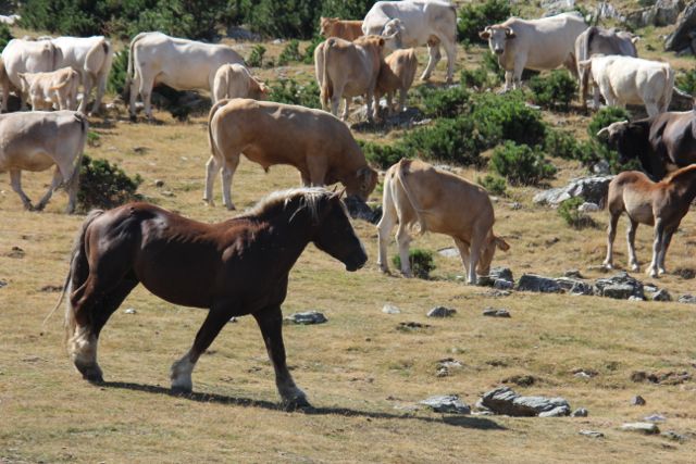 MEDIO NATURAL UN ESPACIO COMPARTIDO: Arranca, Gente Rural, la red ...