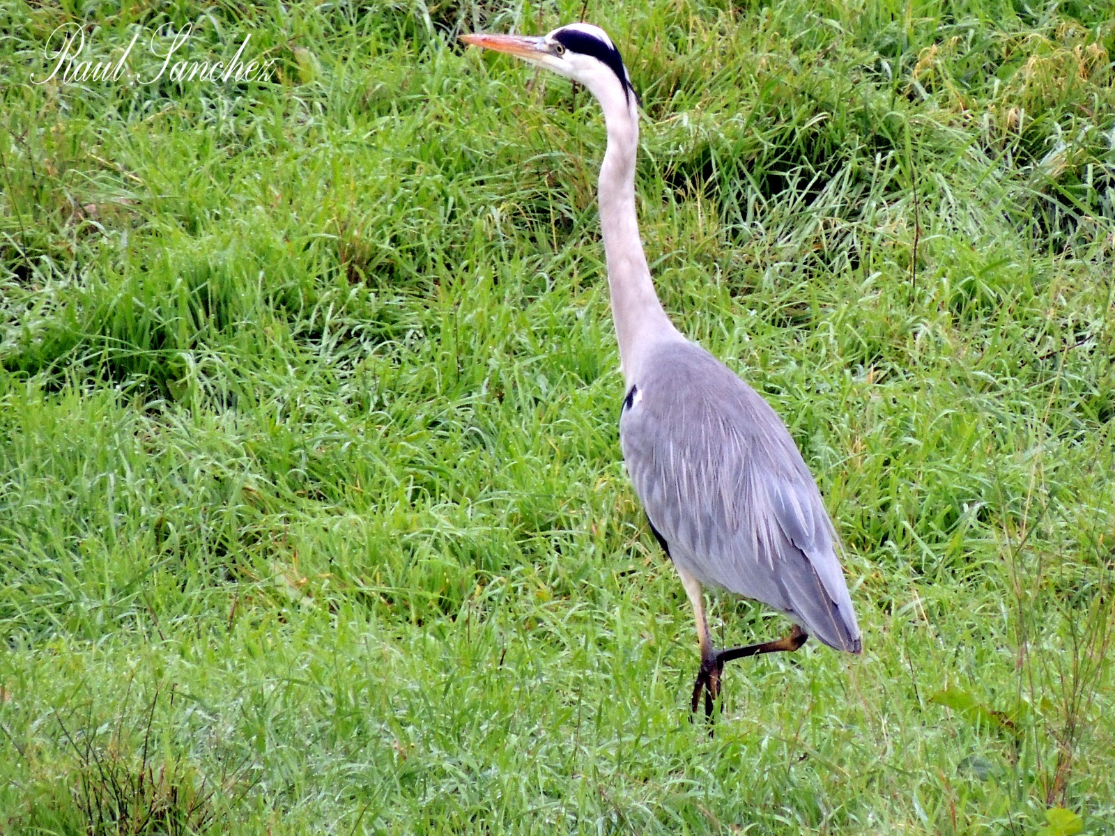 Naturaleza Viva : Garza real europea (Ardea cinerea)